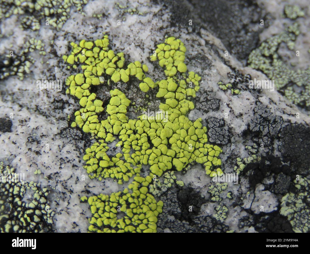 yellow map lichen (Rhizocarpon geographicum Stock Photo - Alamy