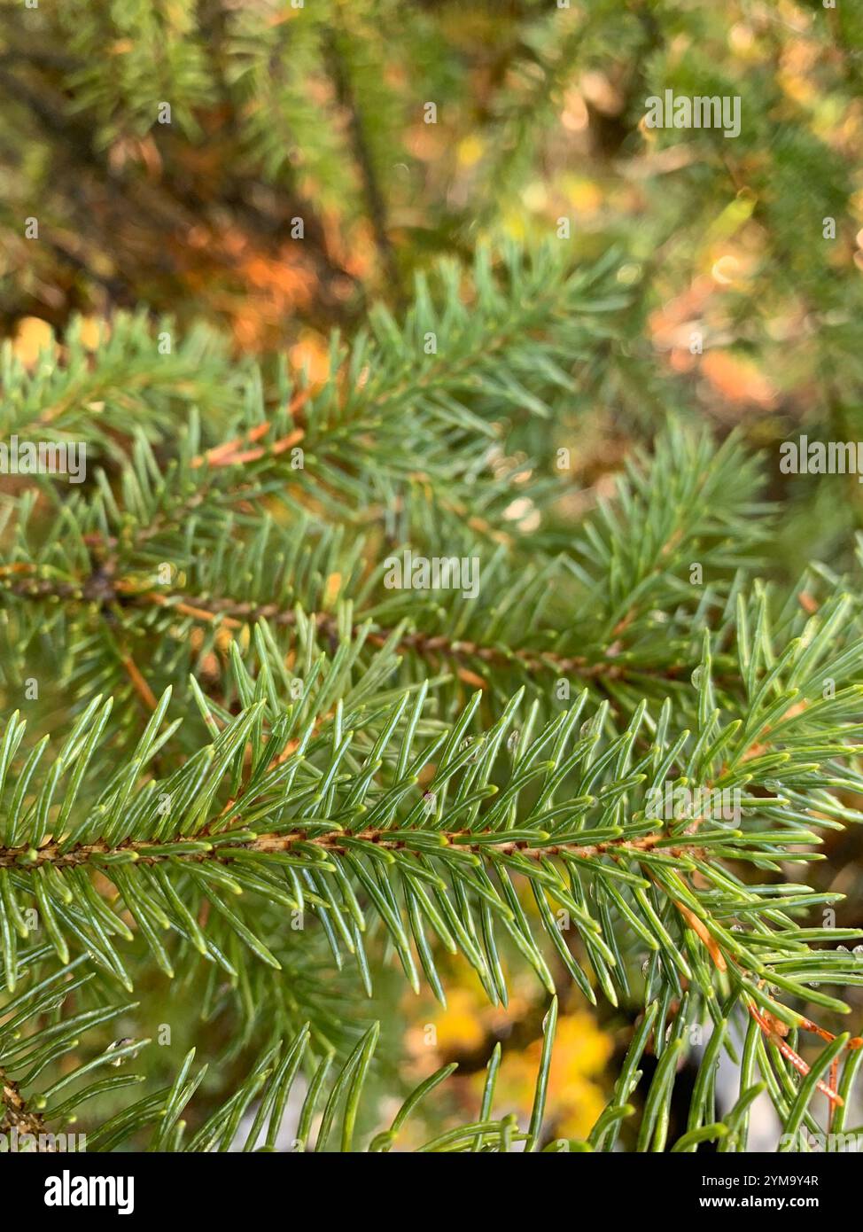 white spruce (Picea glauca Stock Photo - Alamy