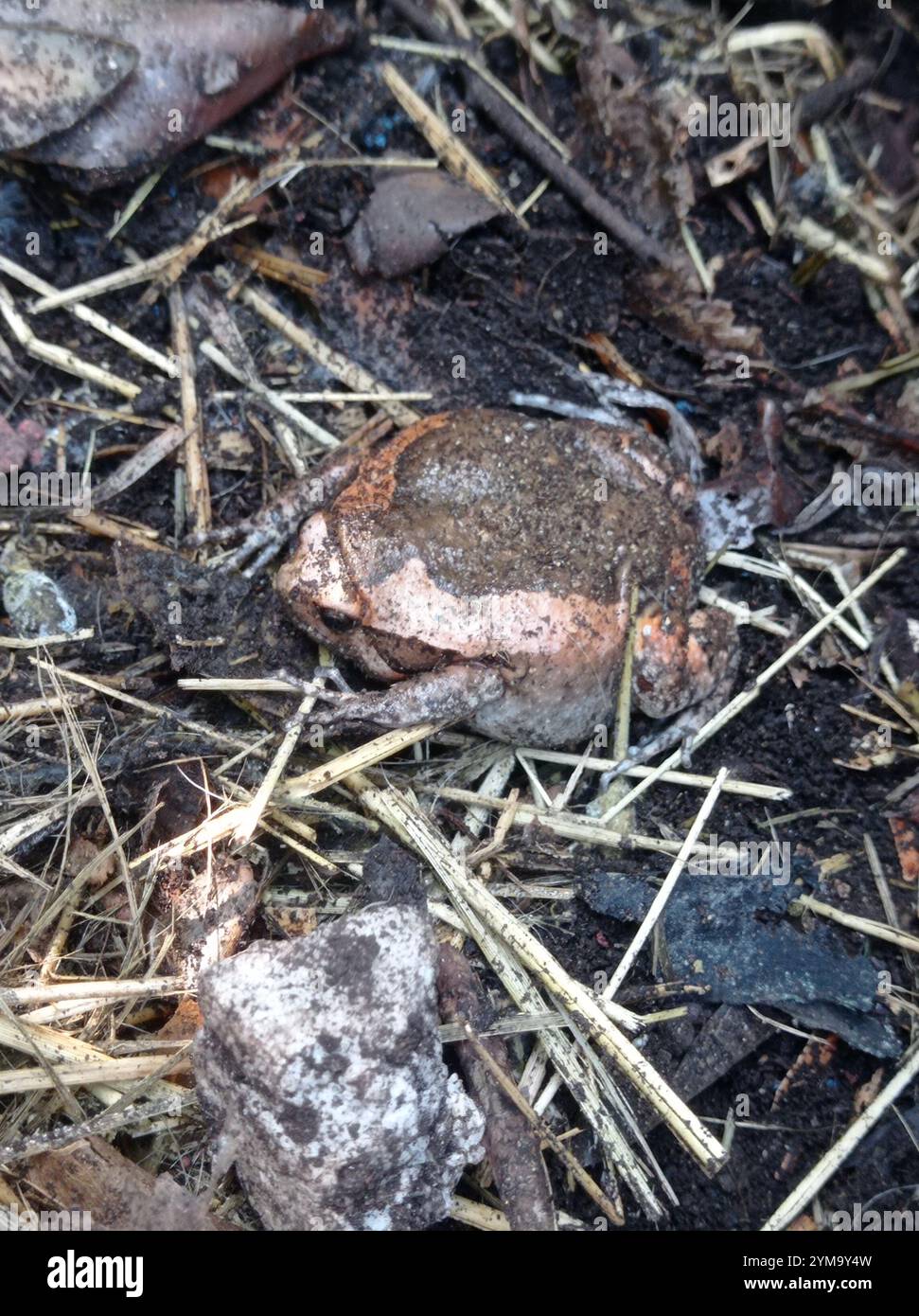 Asian painted frog kaloula hi-res stock photography and images - Alamy