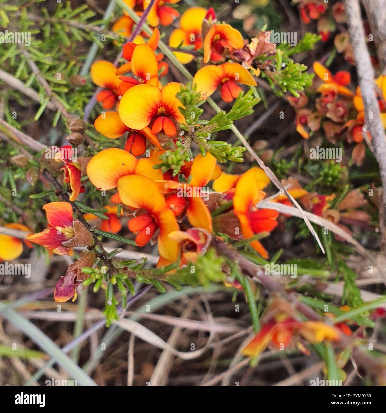 showy parrot-pea (Dillwynia sericea Stock Photo - Alamy