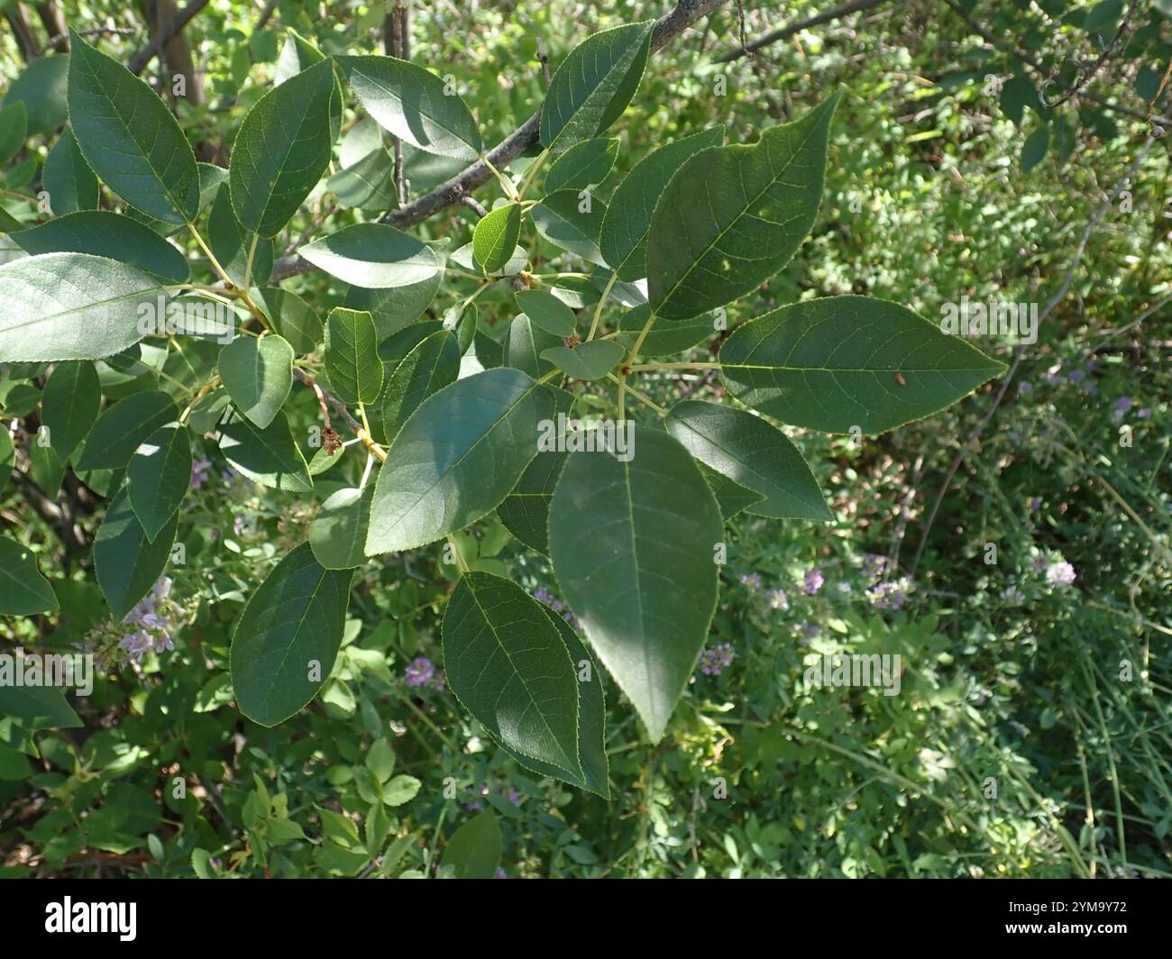 chokecherry (Prunus virginiana Stock Photo - Alamy