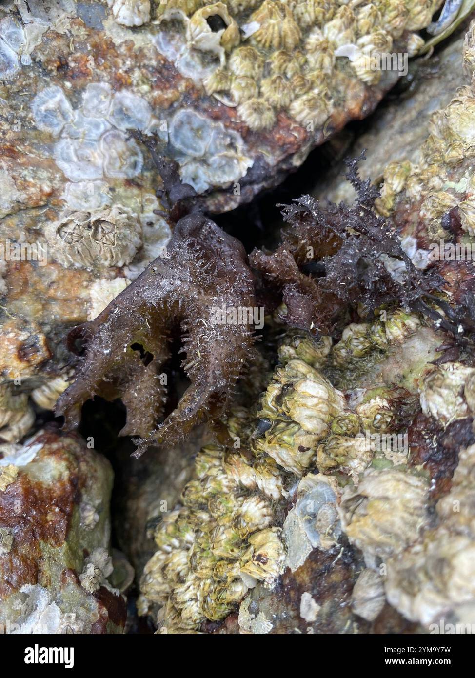 encrusting red algae (Mastocarpus Stock Photo - Alamy