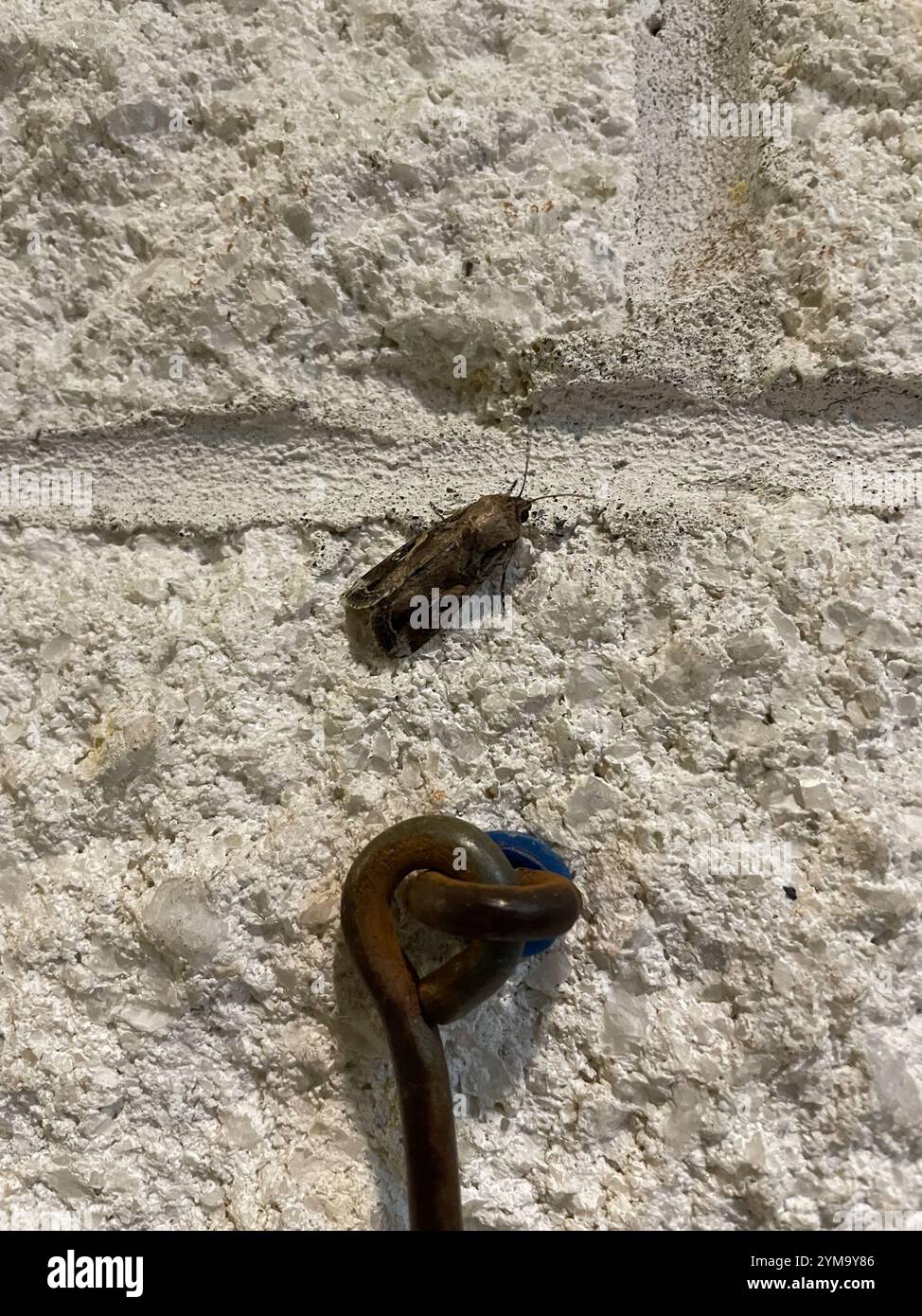 Fall Armyworm Moth (Spodoptera frugiperda Stock Photo - Alamy