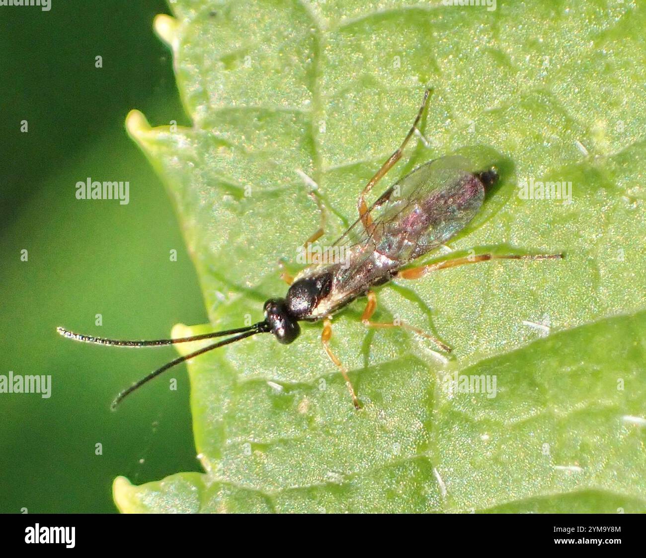 Ichneumonid Wasps (Ichneumonidae Stock Photo - Alamy