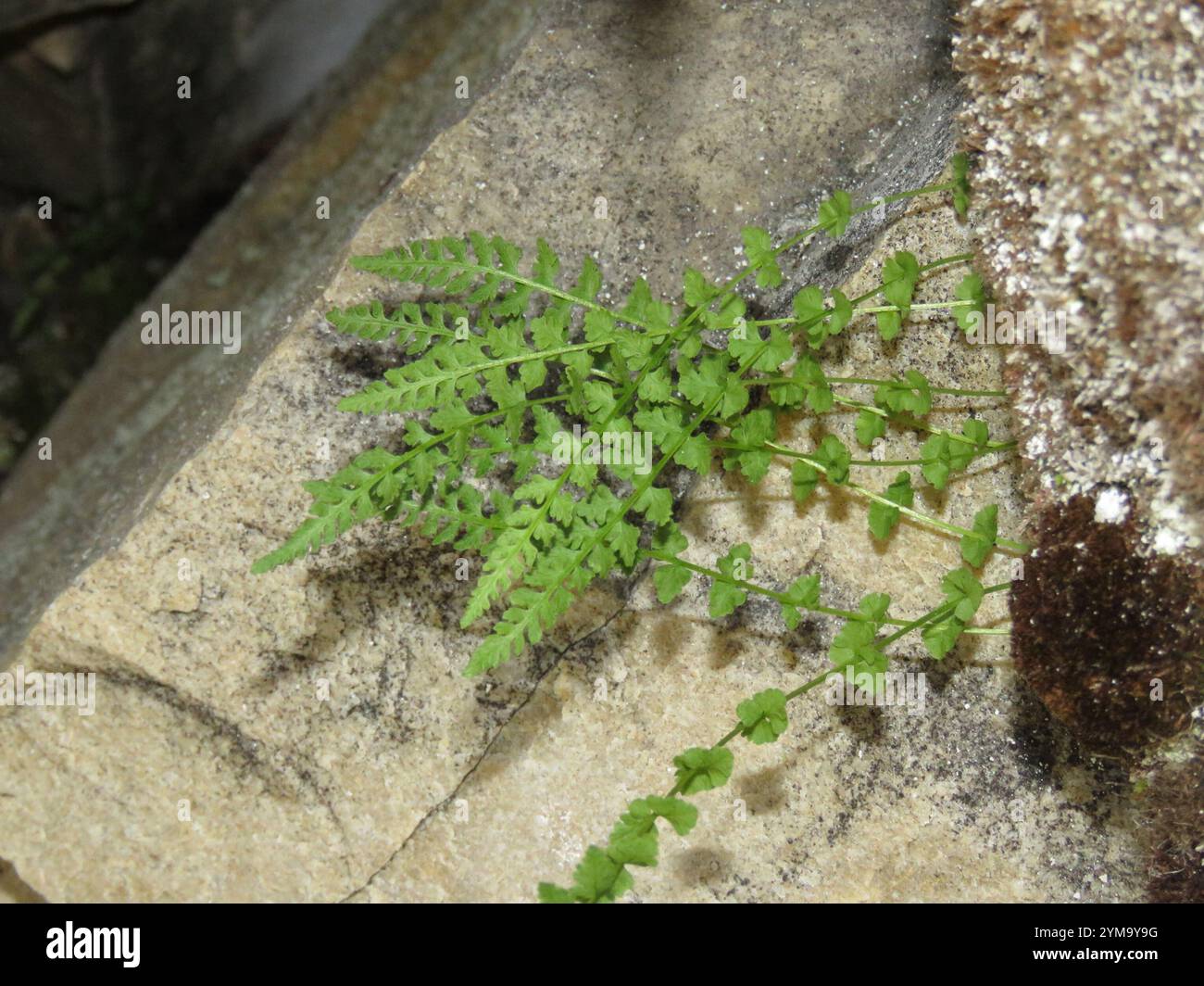 fragile ferns (Cystopteris Stock Photo - Alamy