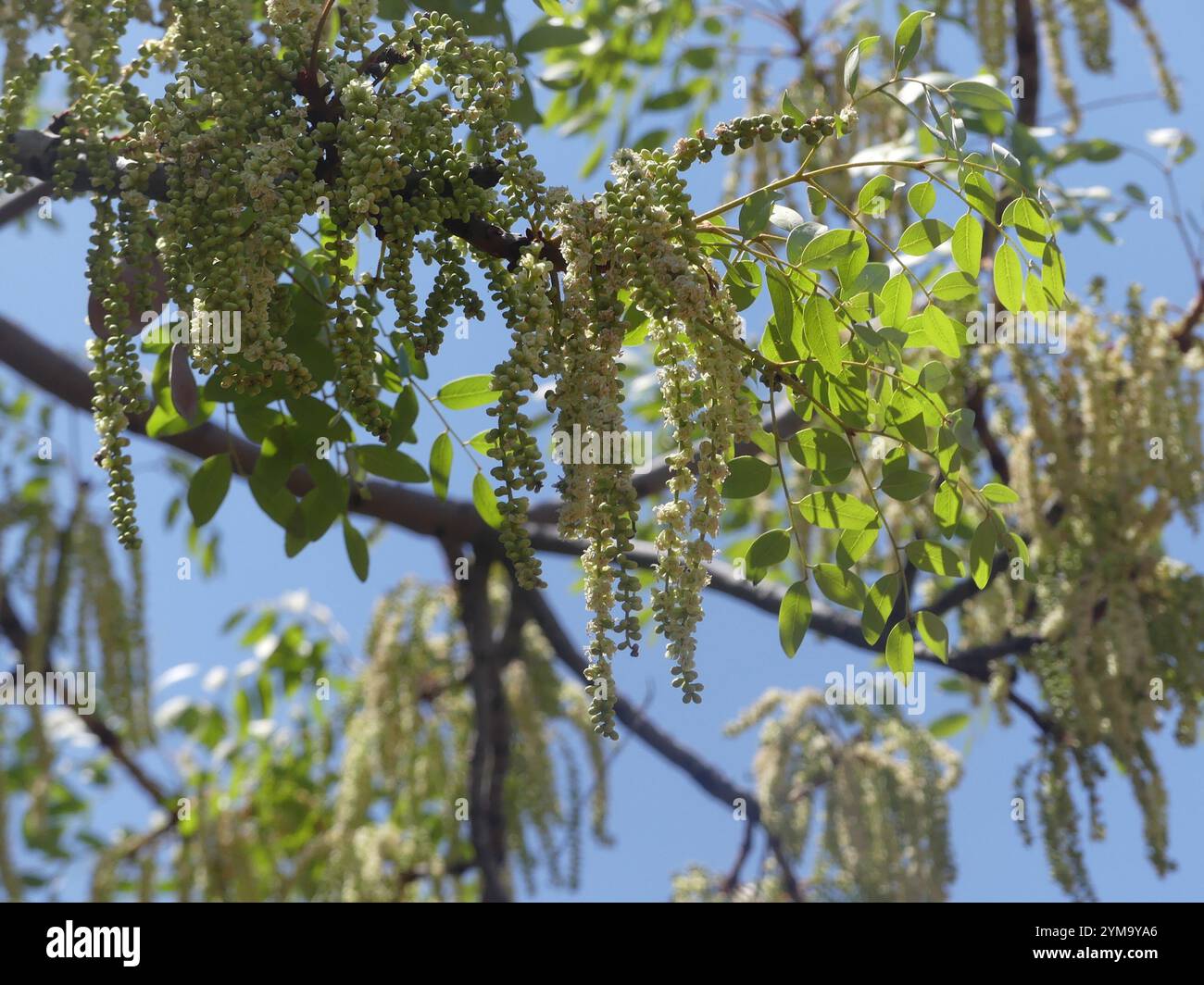 wild syringa (Burkea africana Stock Photo - Alamy