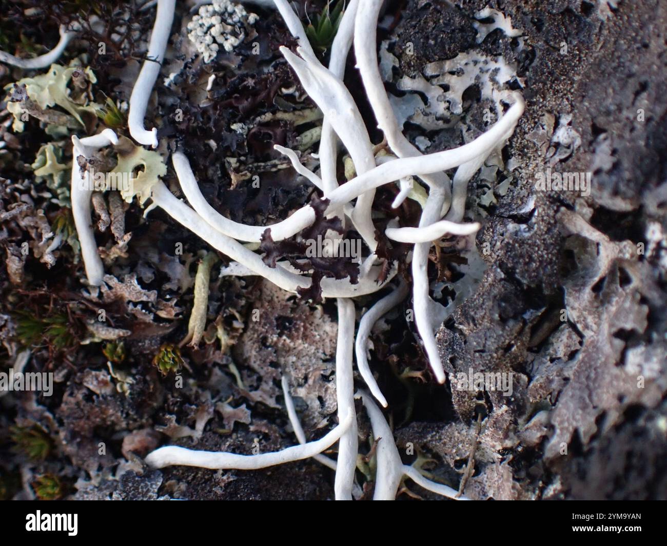 Whiteworm Lichen (Thamnolia vermicularis Stock Photo - Alamy