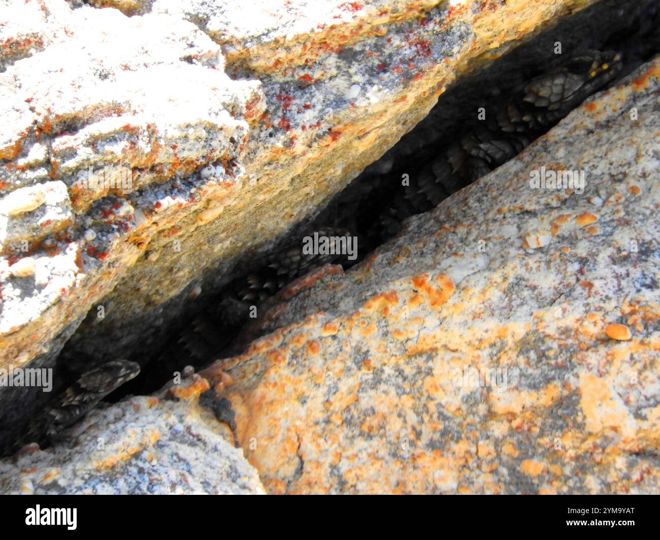 Armadillo Girdled Lizard (Ouroborus cataphractus Stock Photo - Alamy