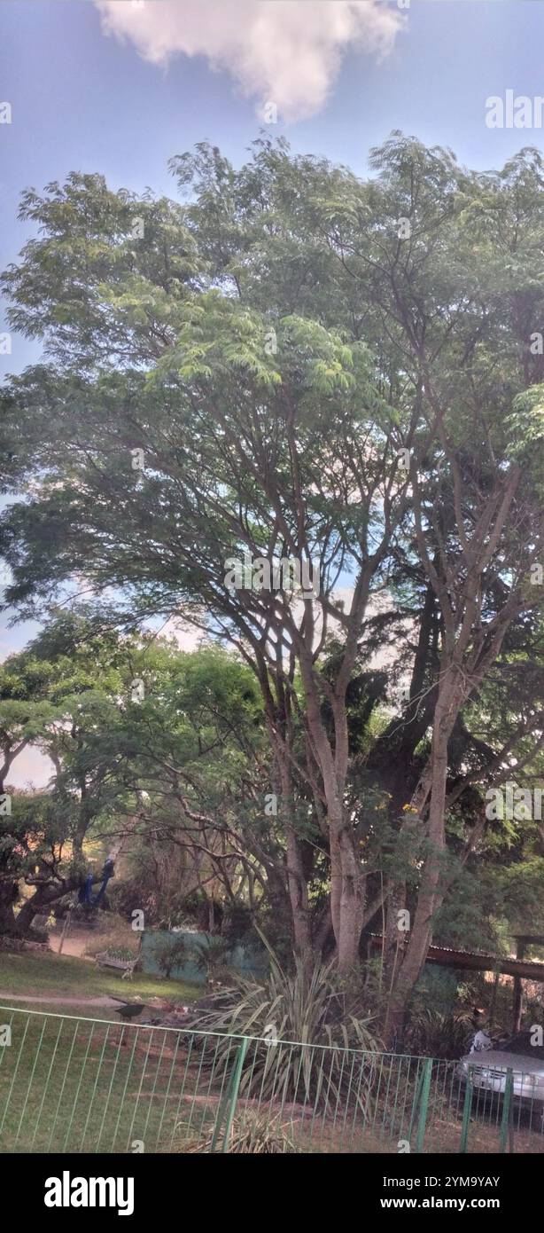 Pacara Earpod Tree (Enterolobium contortisiliquum Stock Photo - Alamy