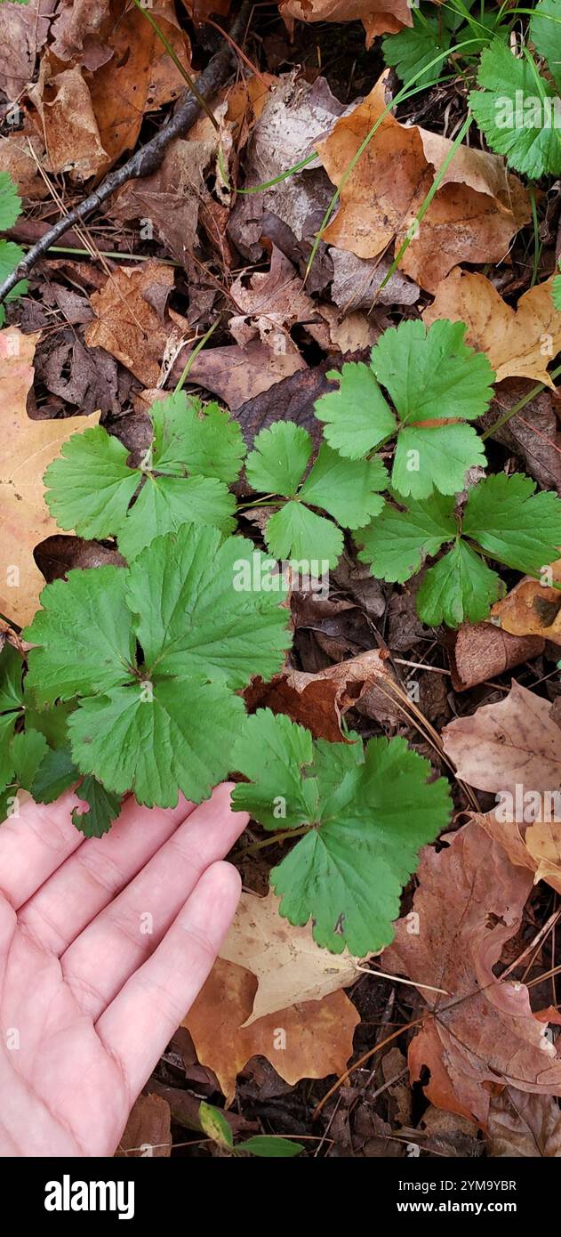 Appalachian barren-strawberry (Waldsteinia fragarioides Stock Photo - Alamy