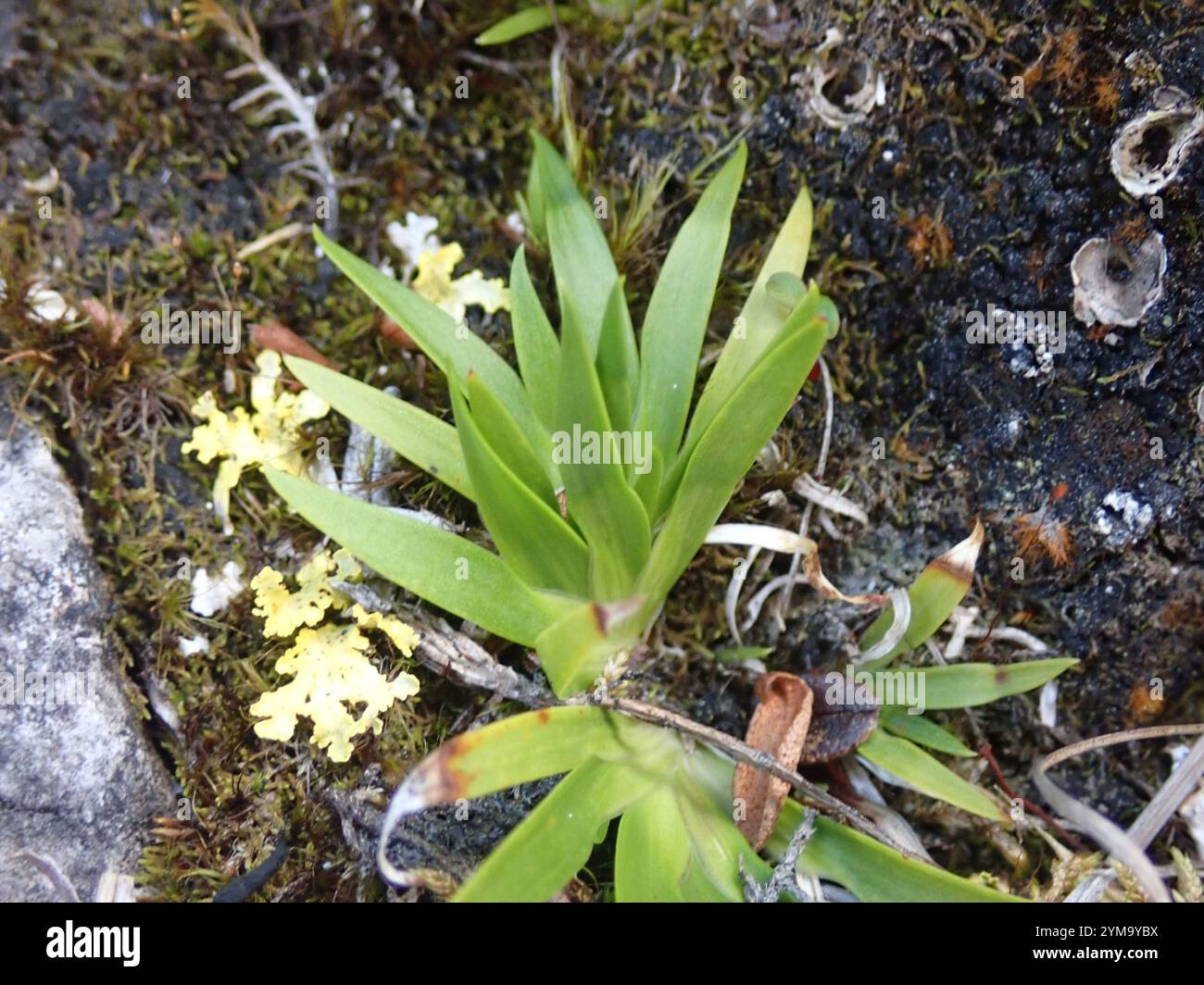 tofieldia family (Tofieldiaceae Stock Photo - Alamy