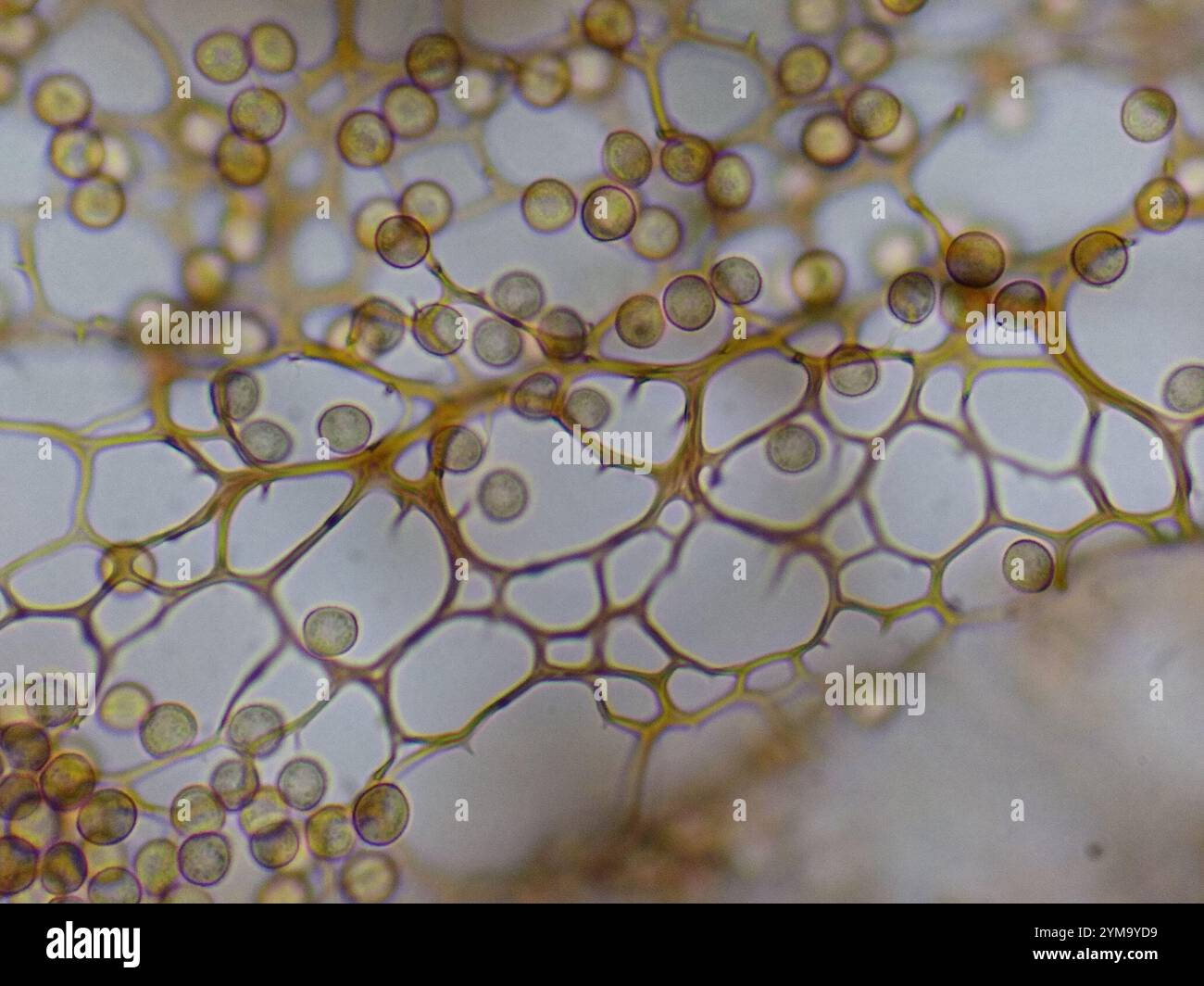 Stemonitis axifera hi-res stock photography and images - Alamy