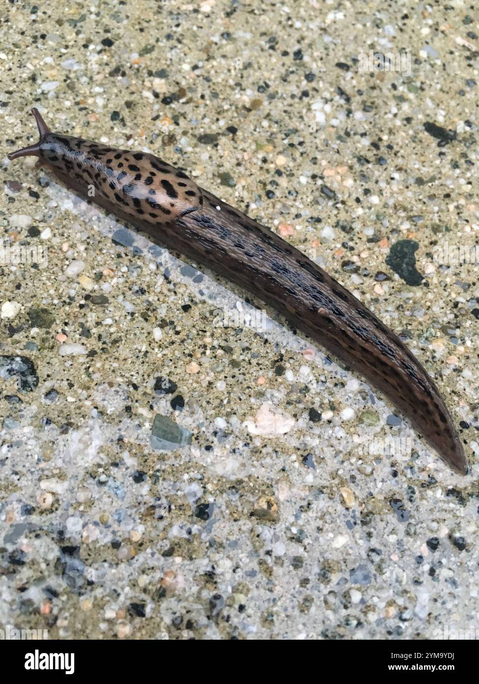Leopard Slug (Limax maximus Stock Photo - Alamy
