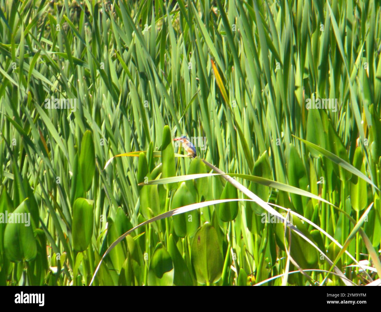 Southern Malachite Kingfisher (Corythornis cristatus cristatus Stock ...