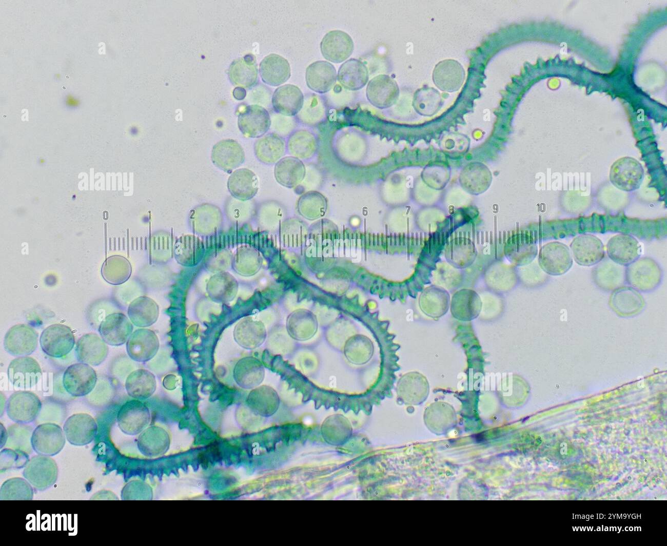 Arcyria incarnata hi-res stock photography and images - Alamy