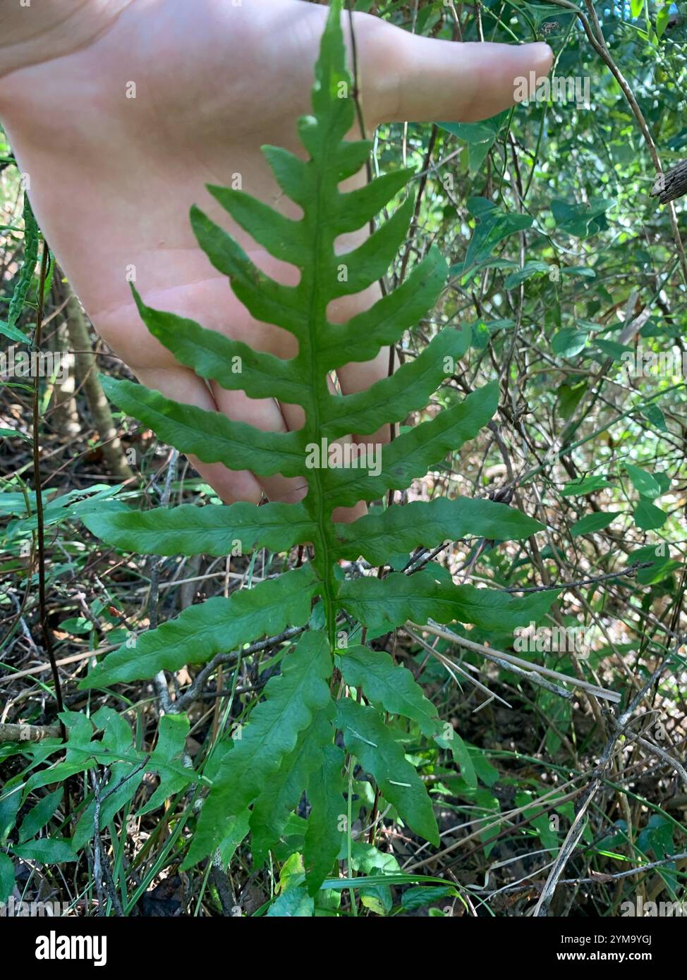 netted chain fern (Woodwardia areolata Stock Photo - Alamy