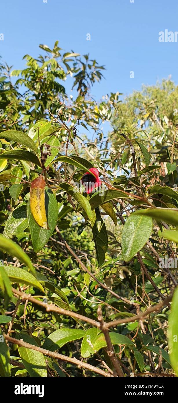 Lolly Bush (Clerodendrum floribundum Stock Photo - Alamy