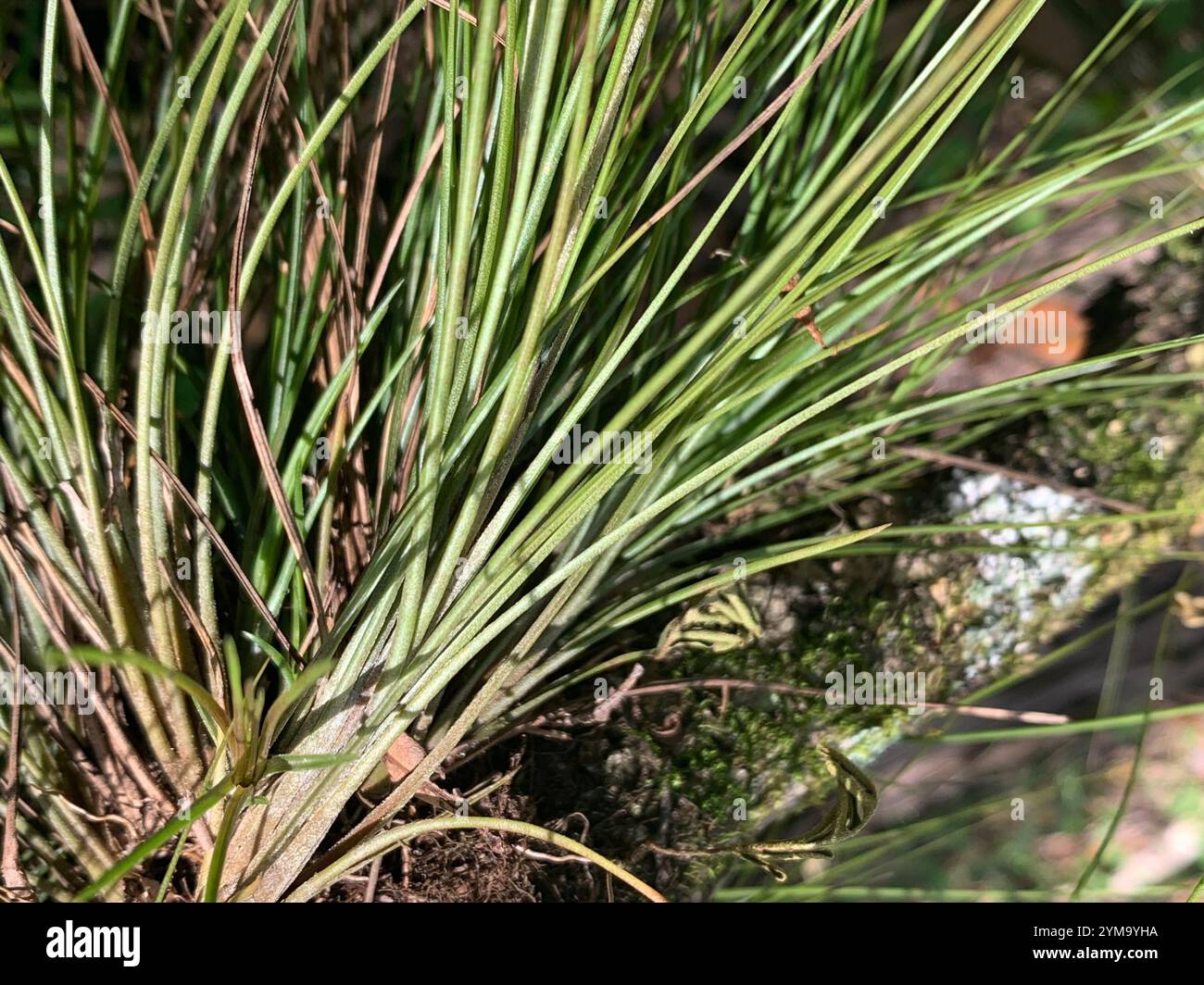 southern needleleaf airplant (Tillandsia setacea Stock Photo - Alamy