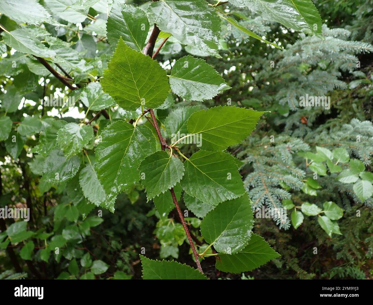 water birch (Betula occidentalis Stock Photo - Alamy