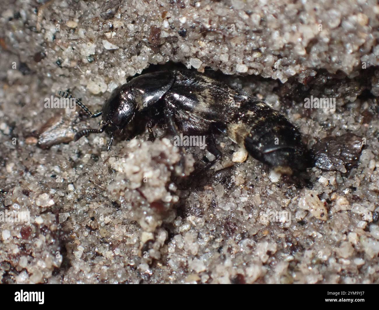 hairy rove beetle (Creophilus maxillosus Stock Photo - Alamy