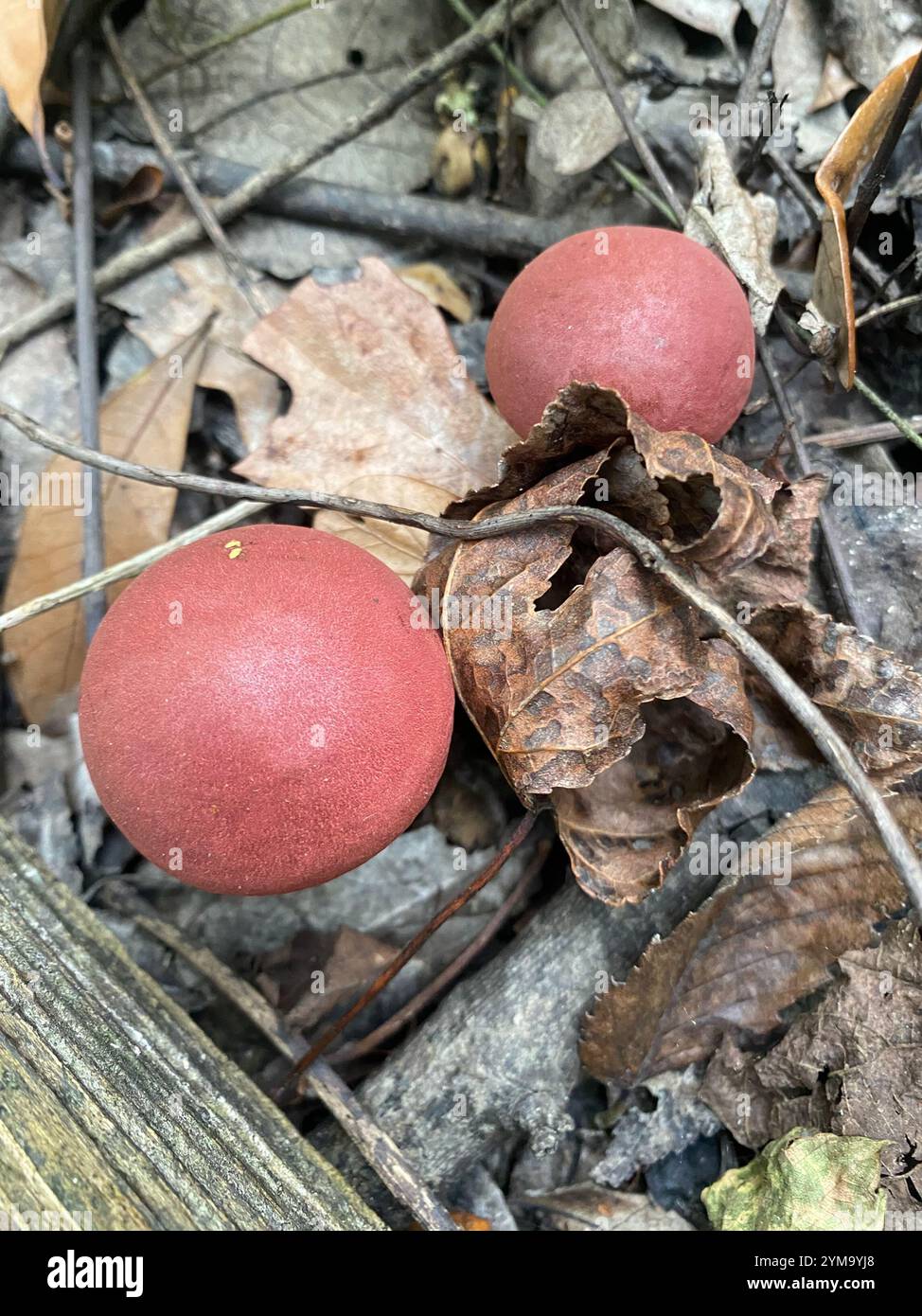 Ruby Bolete (Hortiboletus rubellus Stock Photo - Alamy