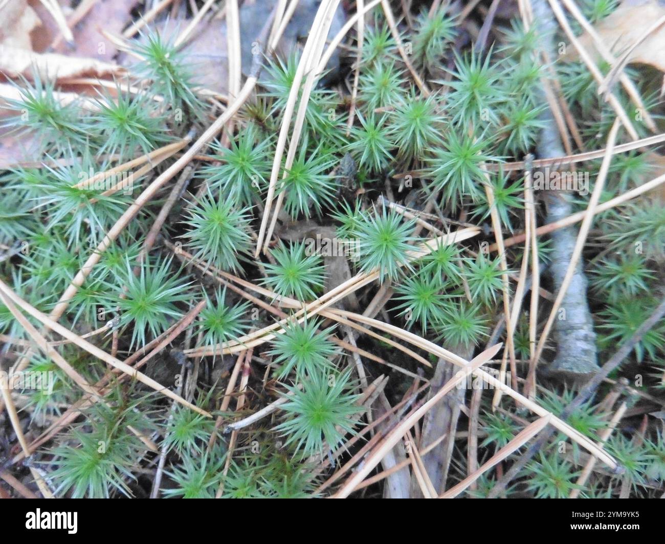 juniper haircap moss (Polytrichum juniperinum Stock Photo - Alamy