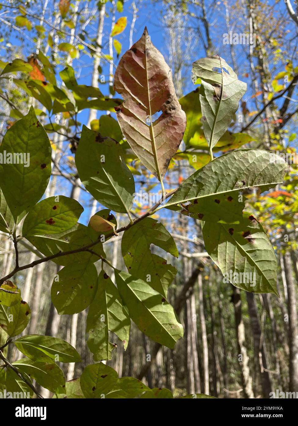 Black Tupelo (Nyssa sylvatica Stock Photo - Alamy