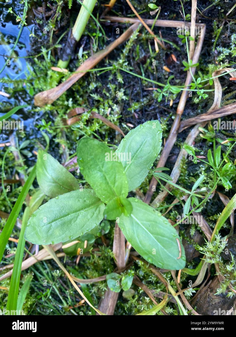 American brooklime hi-res stock photography and images - Alamy