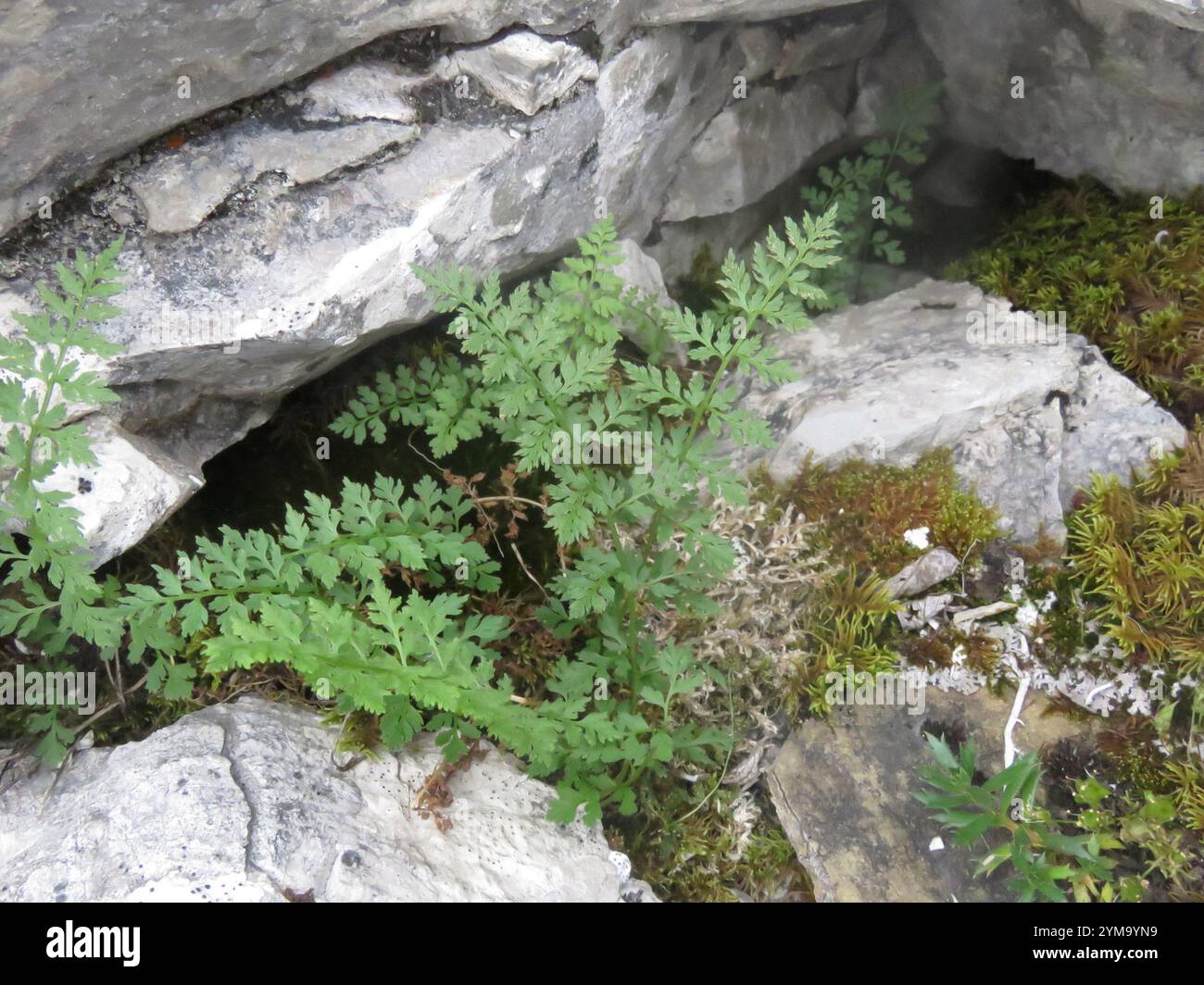 fragile ferns (Cystopteris Stock Photo - Alamy