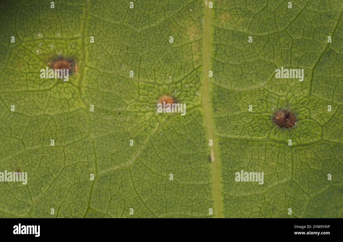 oak flake gall wasp (Neuroterus quercusverrucarum Stock Photo - Alamy