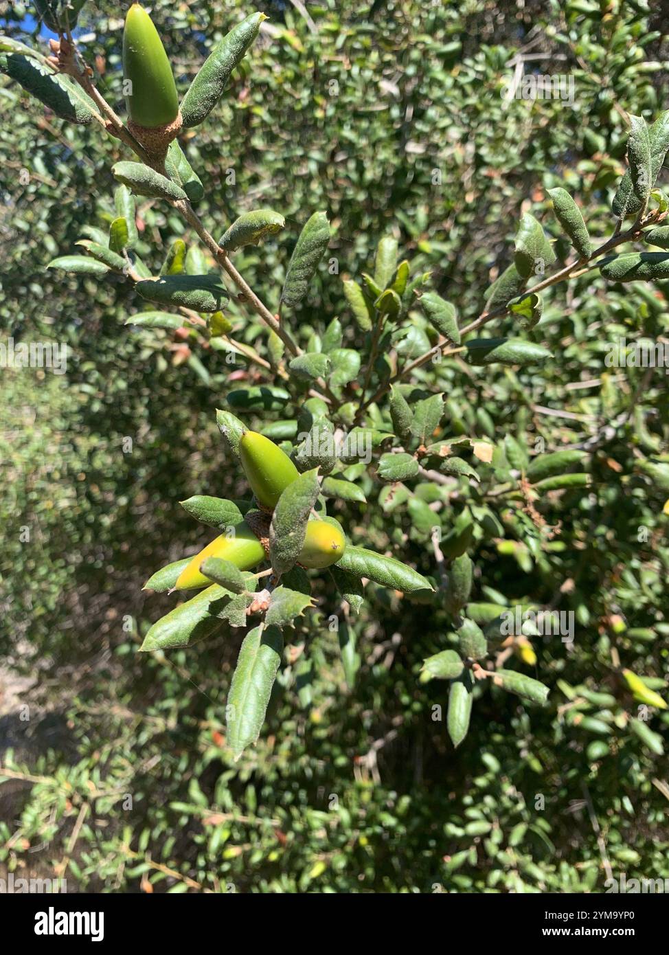 coast live oak (Quercus agrifolia Stock Photo - Alamy