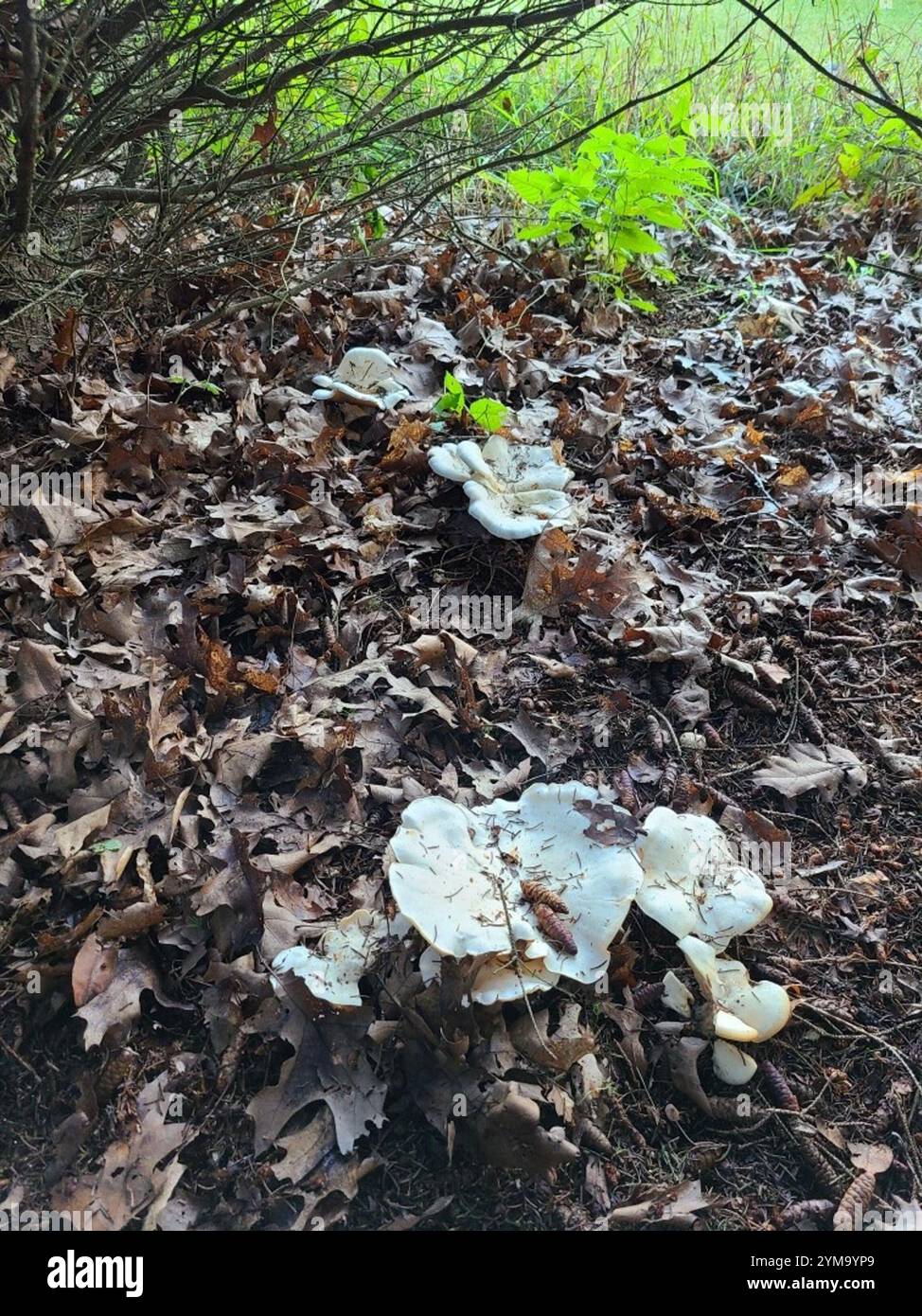 Giant Funnel (Aspropaxillus giganteus Stock Photo - Alamy