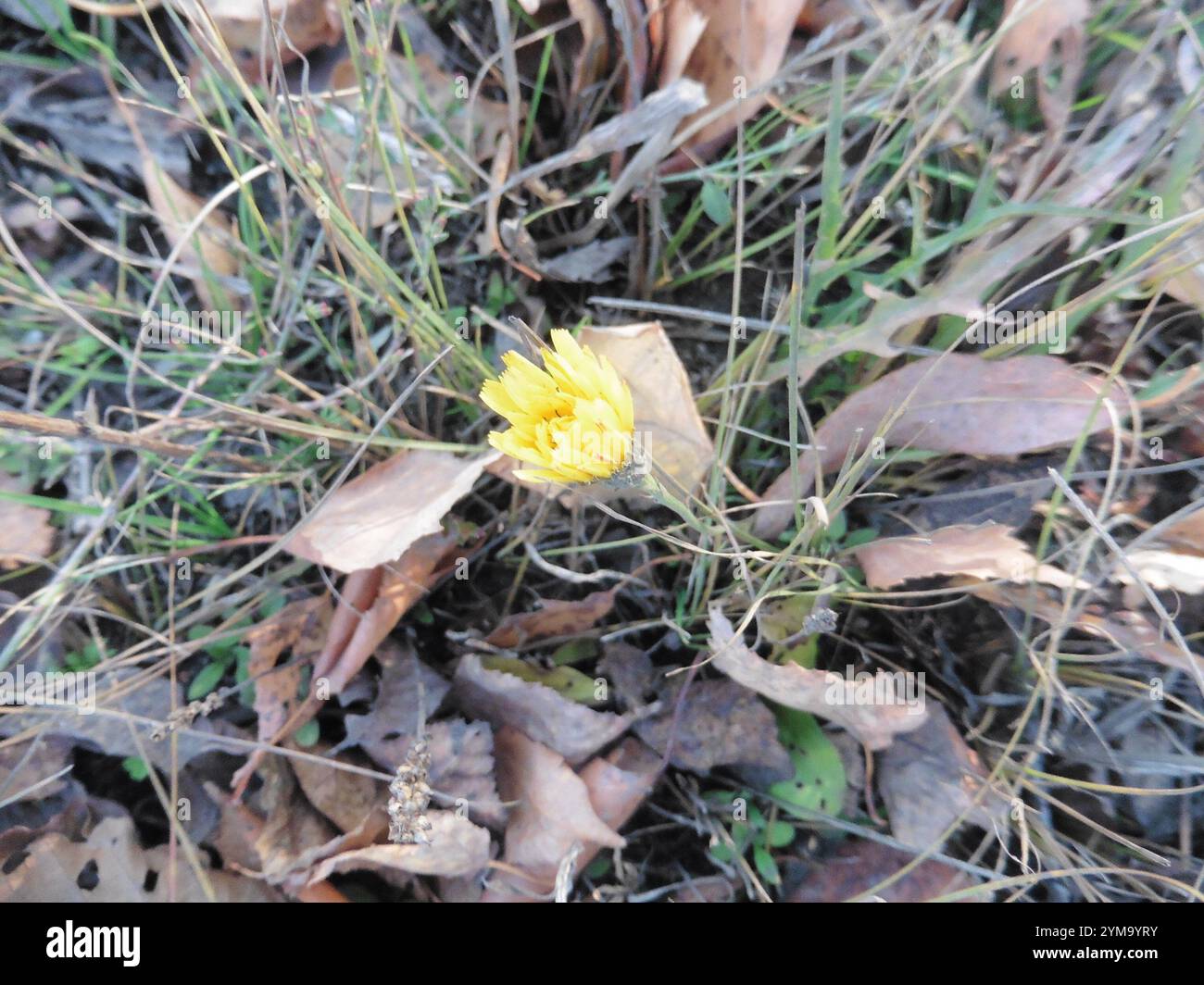 Autumn Hawkbit (Scorzoneroides autumnalis Stock Photo - Alamy