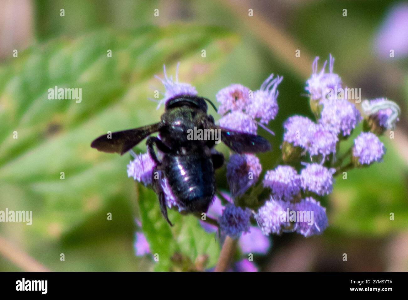 Carpenter-mimic Leafcutter Bee (Megachile xylocopoides Stock Photo - Alamy