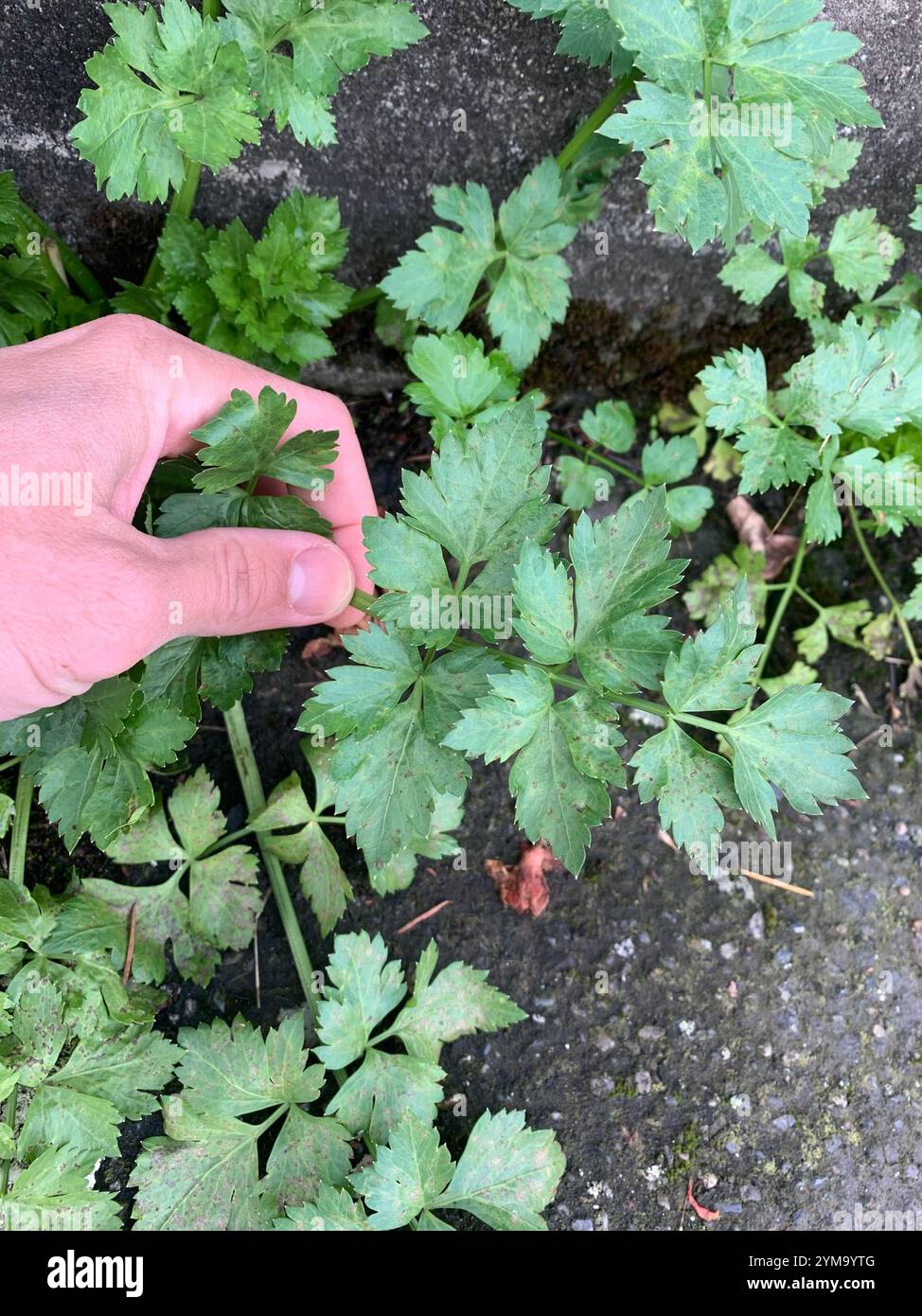 Celery (Apium graveolens Stock Photo - Alamy
