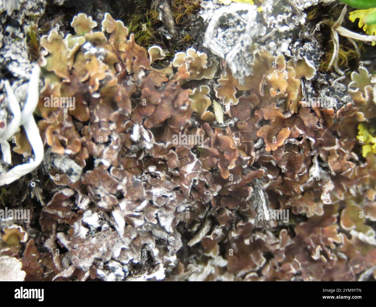 common lichens (Lecanoromycetes Stock Photo - Alamy