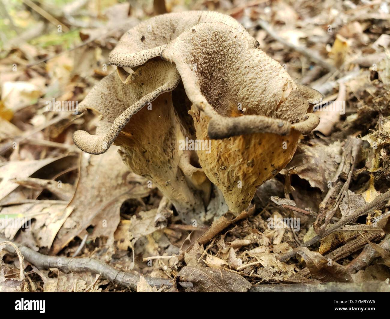Eastern Black Trumpet (Craterellus fallax Stock Photo - Alamy