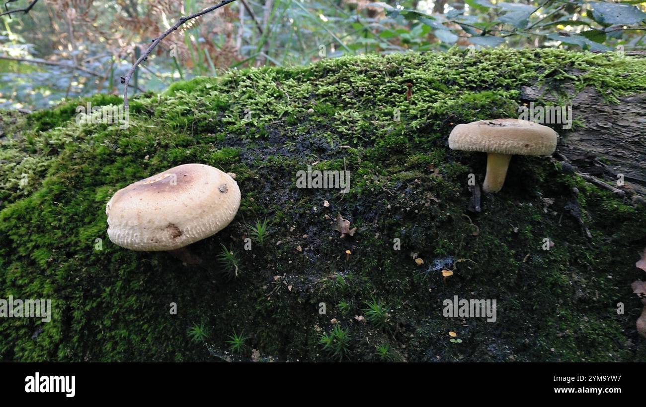 Brown Roll-Rim (Paxillus involutus Stock Photo - Alamy