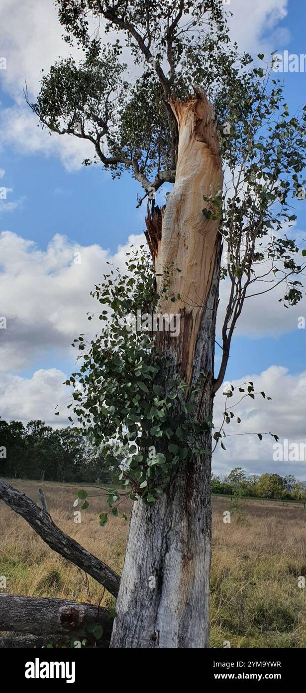Poplar Box (Eucalyptus populnea Stock Photo - Alamy