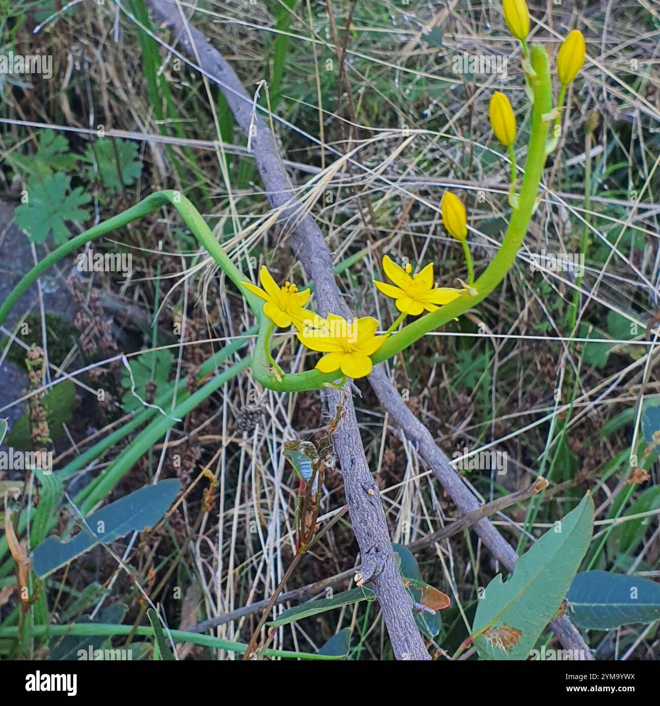 Bulbine Lily (Bulbine bulbosa Stock Photo - Alamy