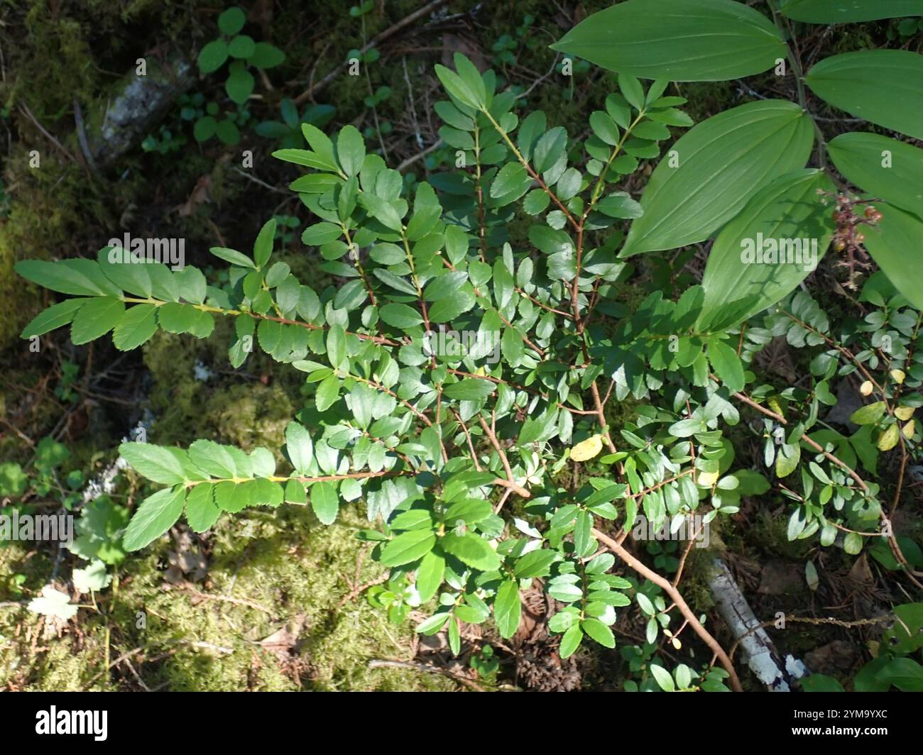 Oregon Boxwood (Paxistima myrsinites Stock Photo - Alamy