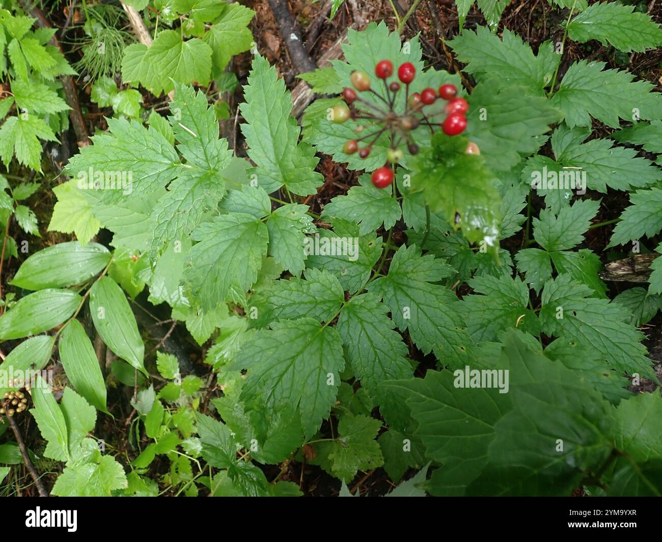 red baneberry (Actaea rubra Stock Photo - Alamy