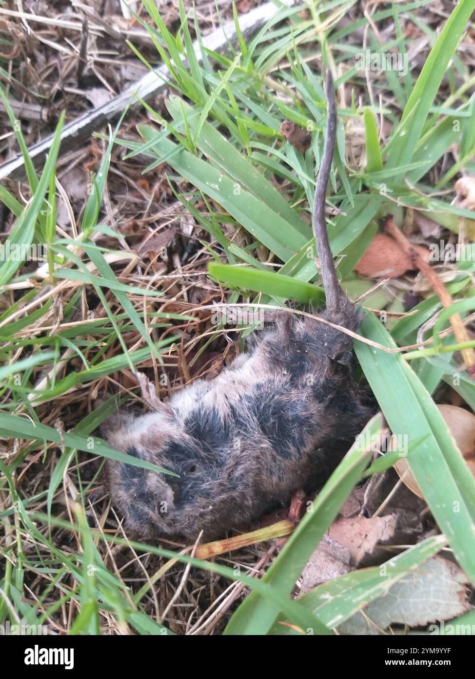 Old World Mice and Rats (Muridae Stock Photo - Alamy