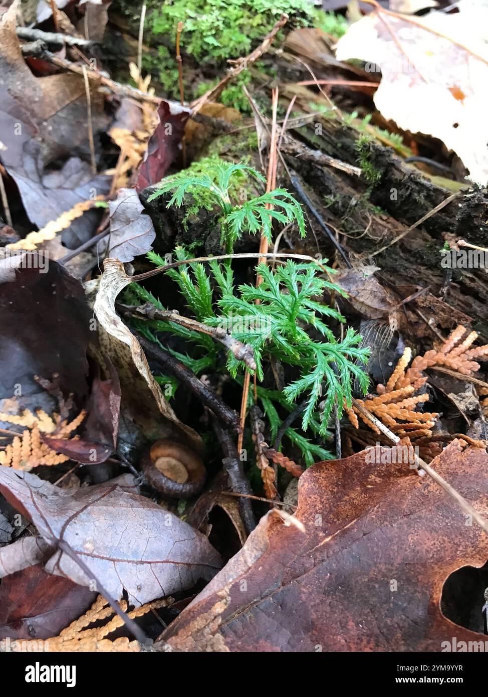 fan clubmoss (Diphasiastrum digitatum Stock Photo - Alamy