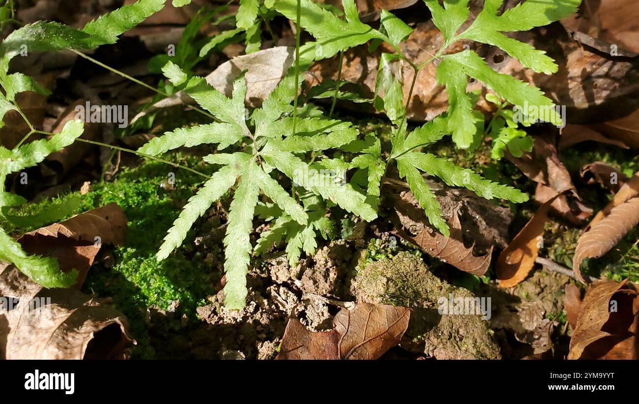 Japanese climbing fern (Lygodium japonicum Stock Photo - Alamy