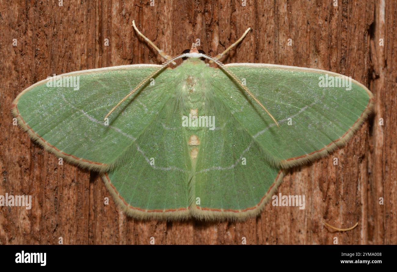 Red-fringed Emerald (Nemoria bistriaria Stock Photo - Alamy