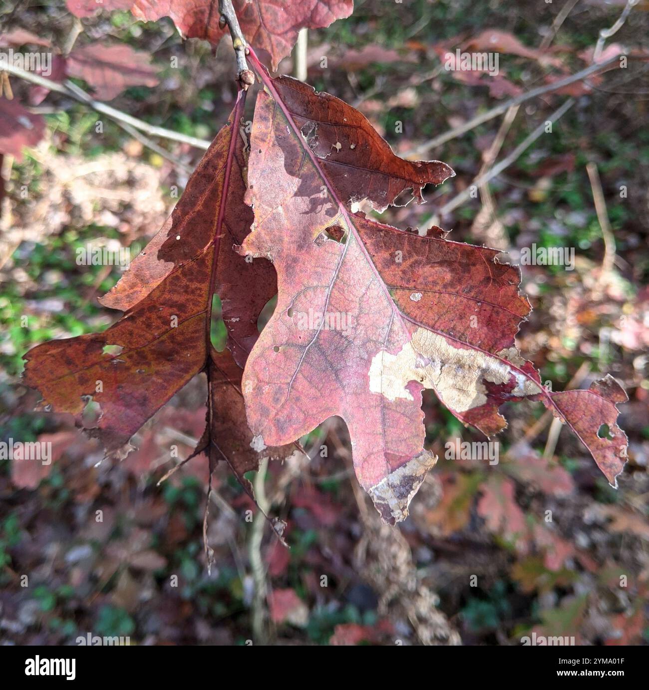 white oak (Quercus alba Stock Photo - Alamy