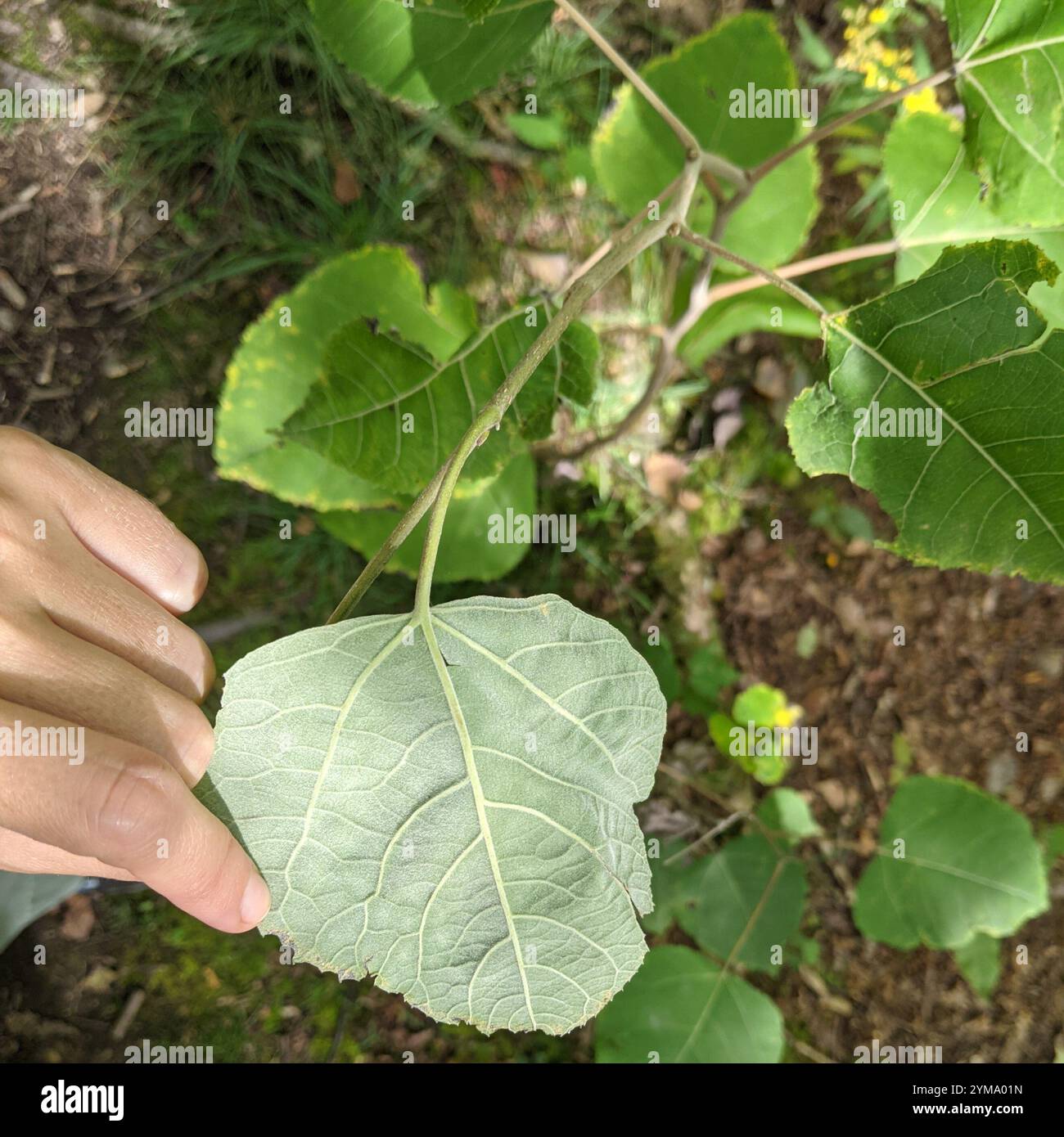 balsam poplar (Populus balsamifera Stock Photo - Alamy