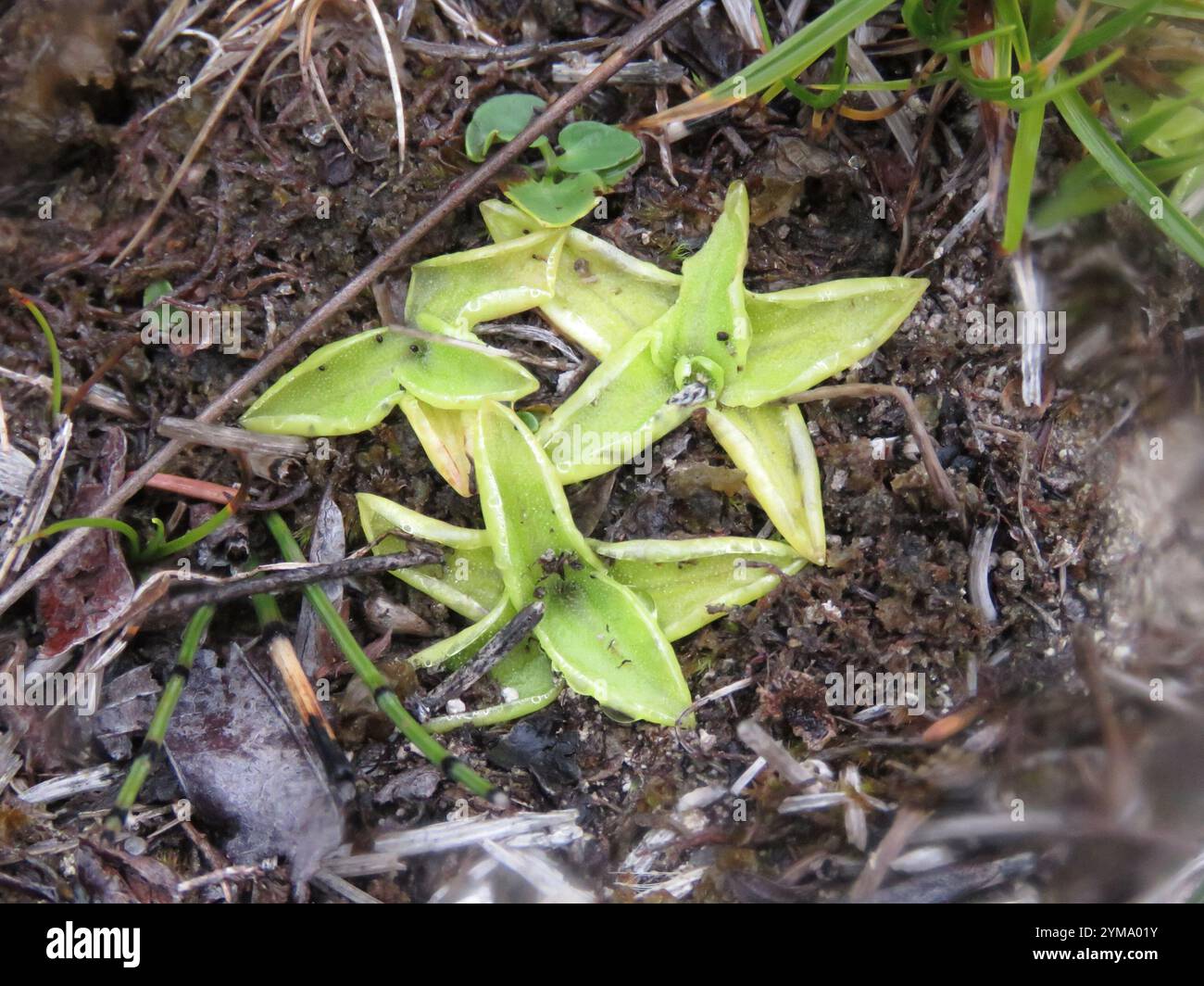 Common Butterwort (Pinguicula vulgaris Stock Photo - Alamy