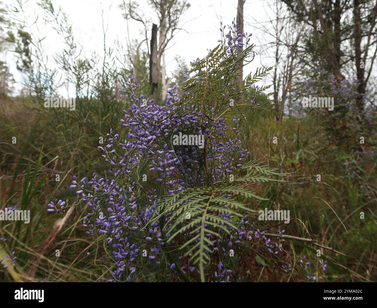 Love Creeper (Comesperma volubile Stock Photo - Alamy